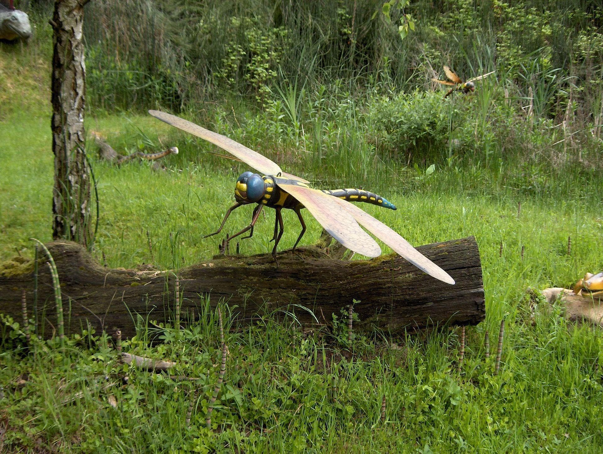 Meet Meganeura, The Prehistoric Mega-Dragonfly