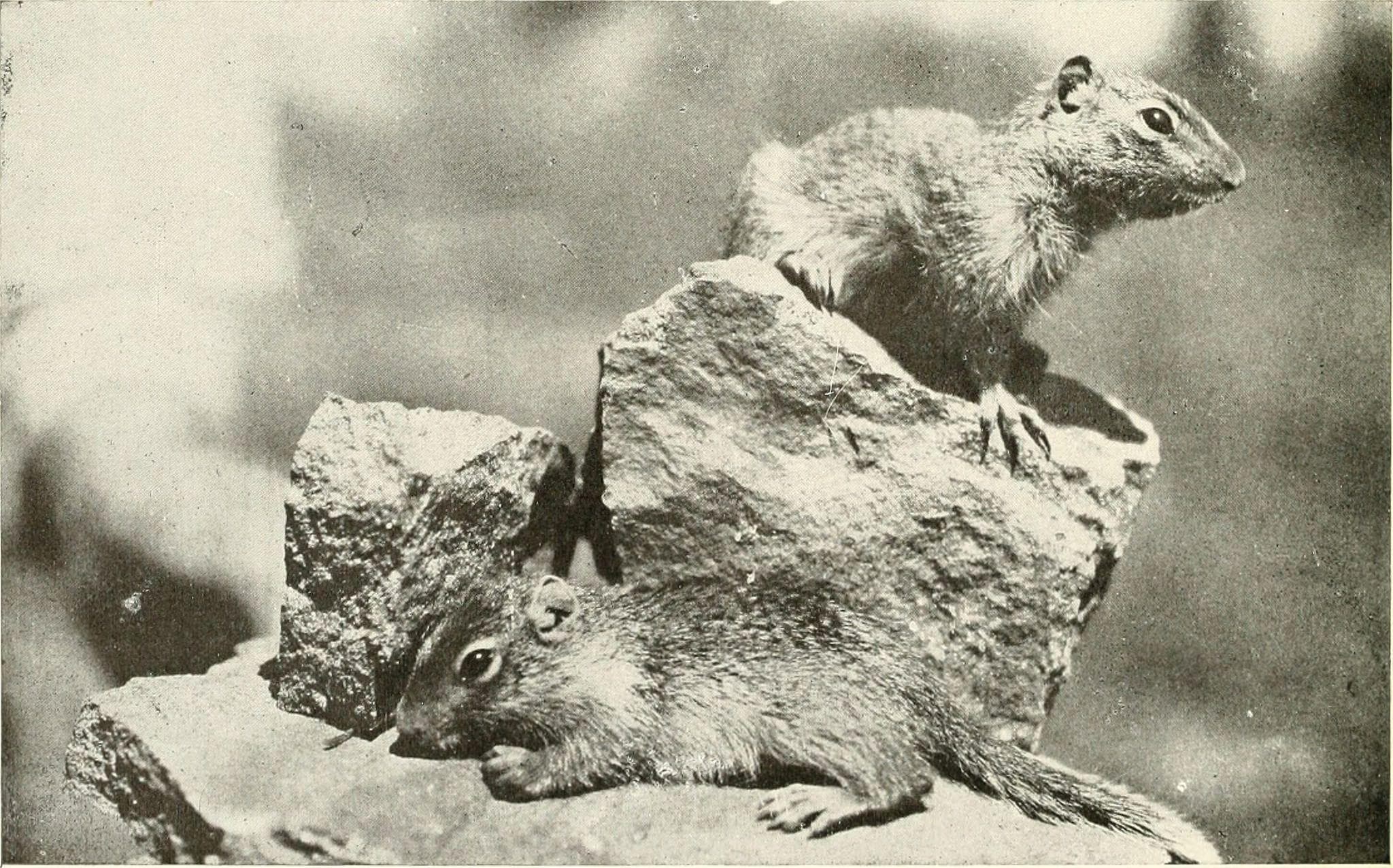 Here's What Early Pioneers Ate To Survive The Old West