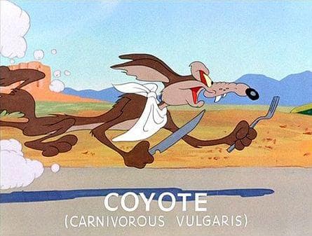 Wile E. Coyote And Roadrunner Are In A Neverending Hellcycle And We Can ...