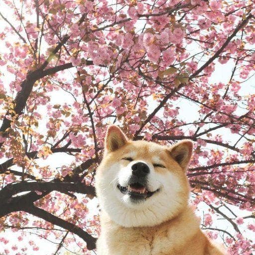 The 15+ Best Apex Legends Streamers You Should Be Watching