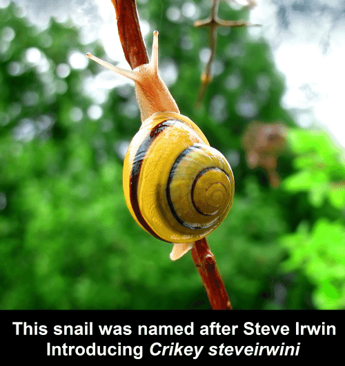 Wholesome Steve Irwin Memes That Prove He Was Too Good For This World