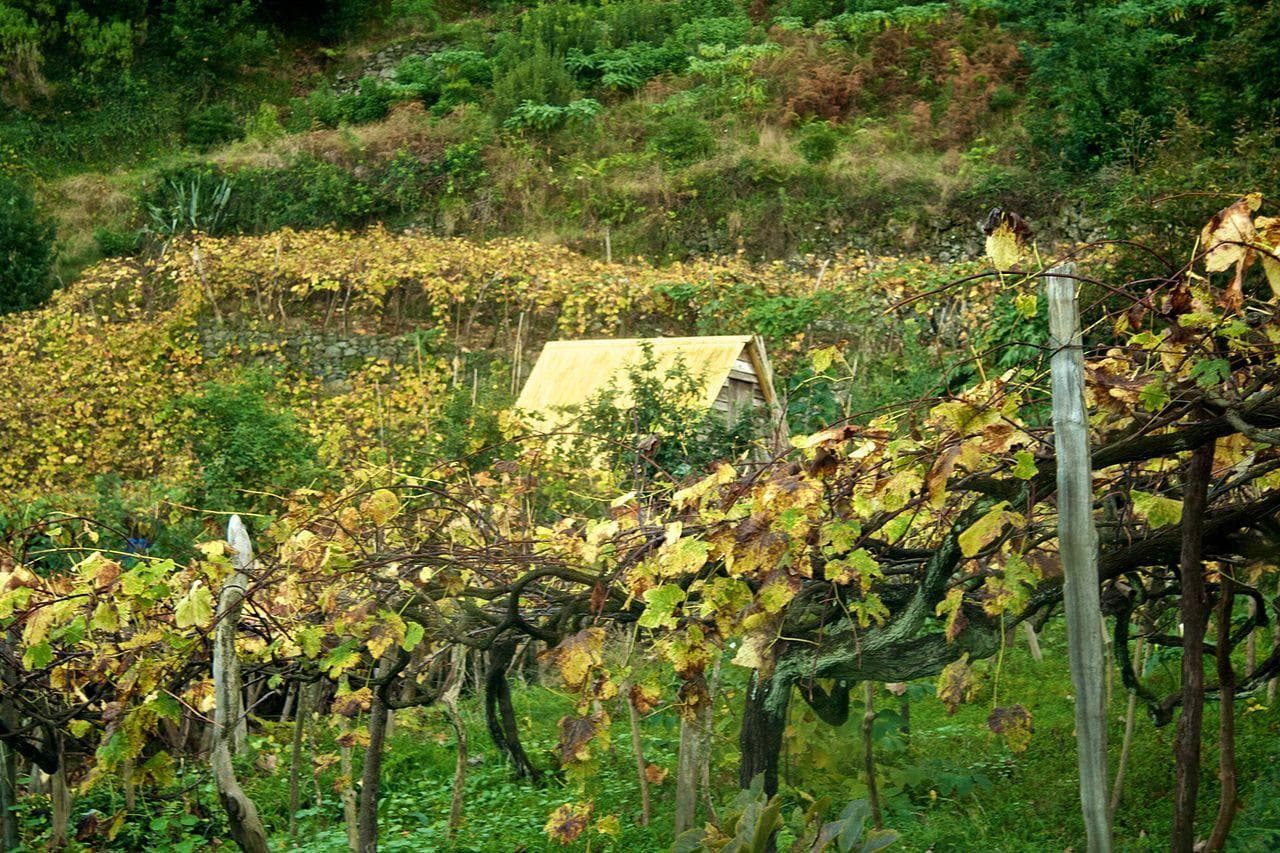 What Did George Washington Eat When He Was President?