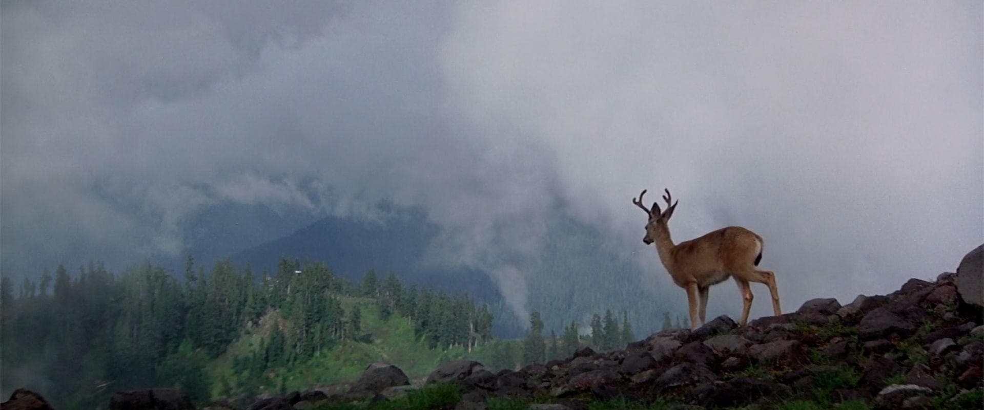 'The Deer Hunter' Behind The Scenes: The Most Unbelievable Stories