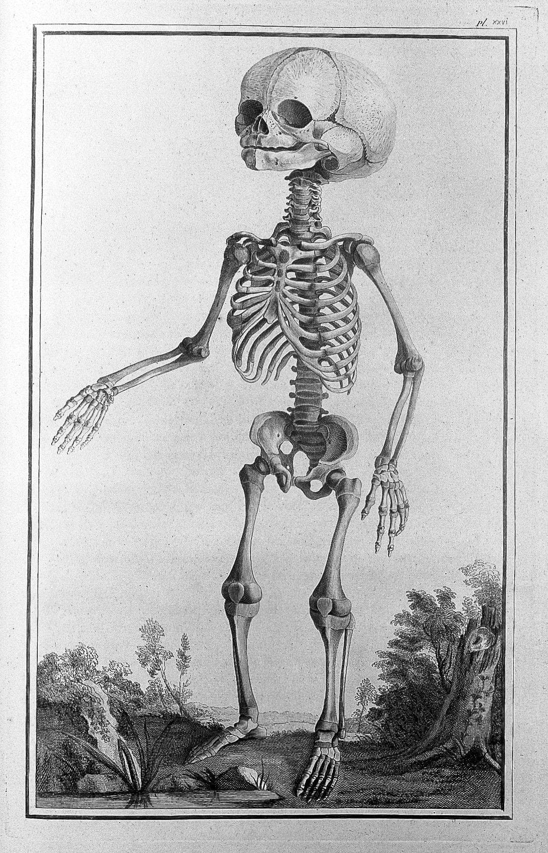 Old Medical Illustrations That Are Morbidly Fascinating