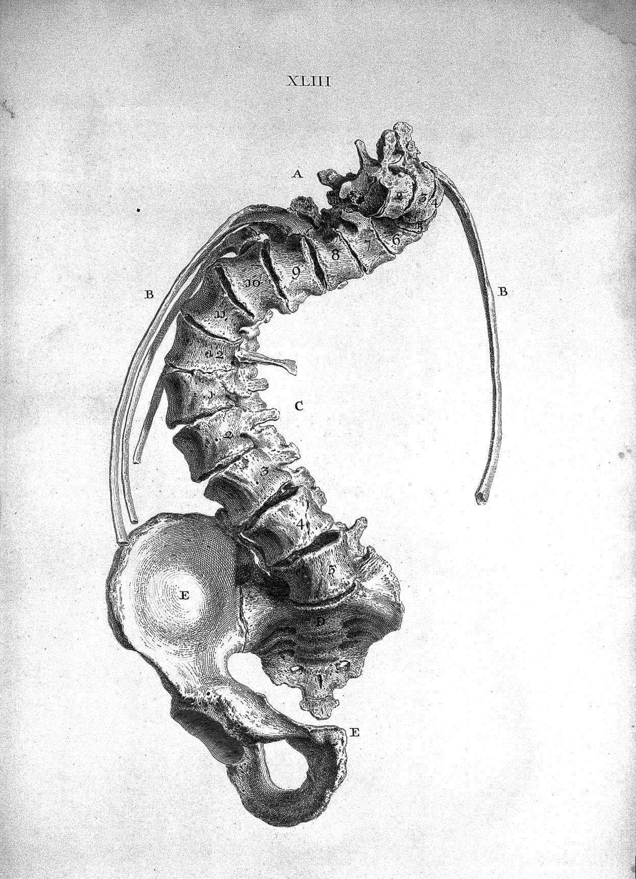 Old Medical Illustrations That Are Morbidly Fascinating