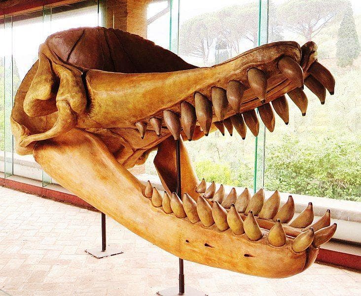 Most Unexpected Places Fossils Have Been Found