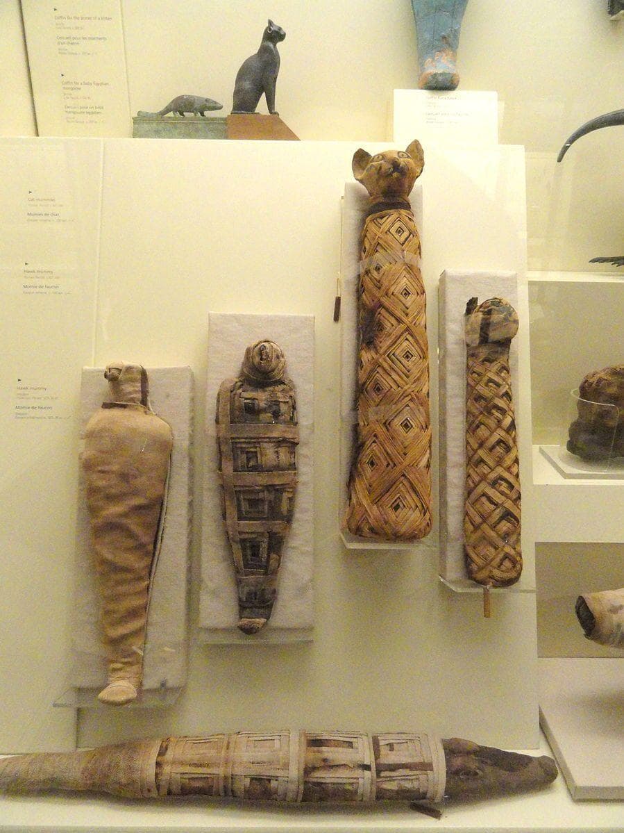 Ancient Mummified Animals: All About Animal Mummies