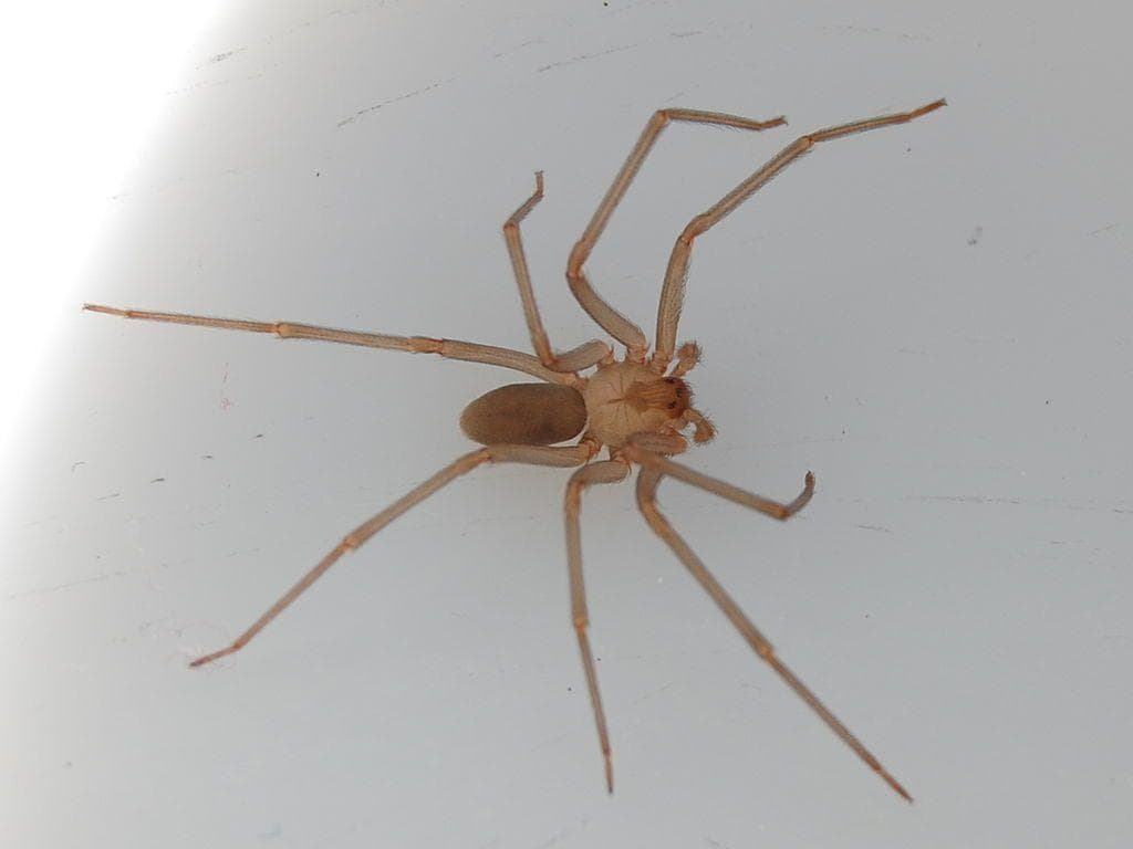 The Best Pictures Of The Brown Recluse Spider