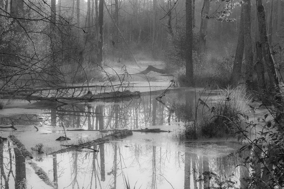 Creepy Legends From The Swamps Of Louisiana