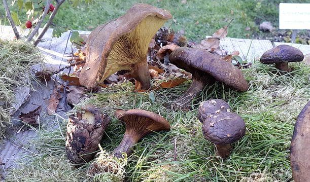 What To Do If You Accidentally Eat Poisonous Mushrooms