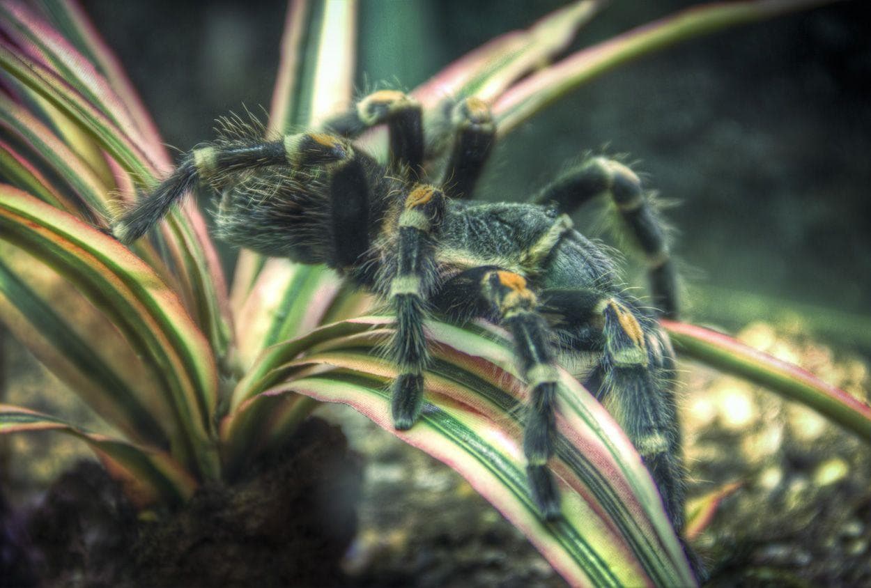 Spider Myths And Urban Legends