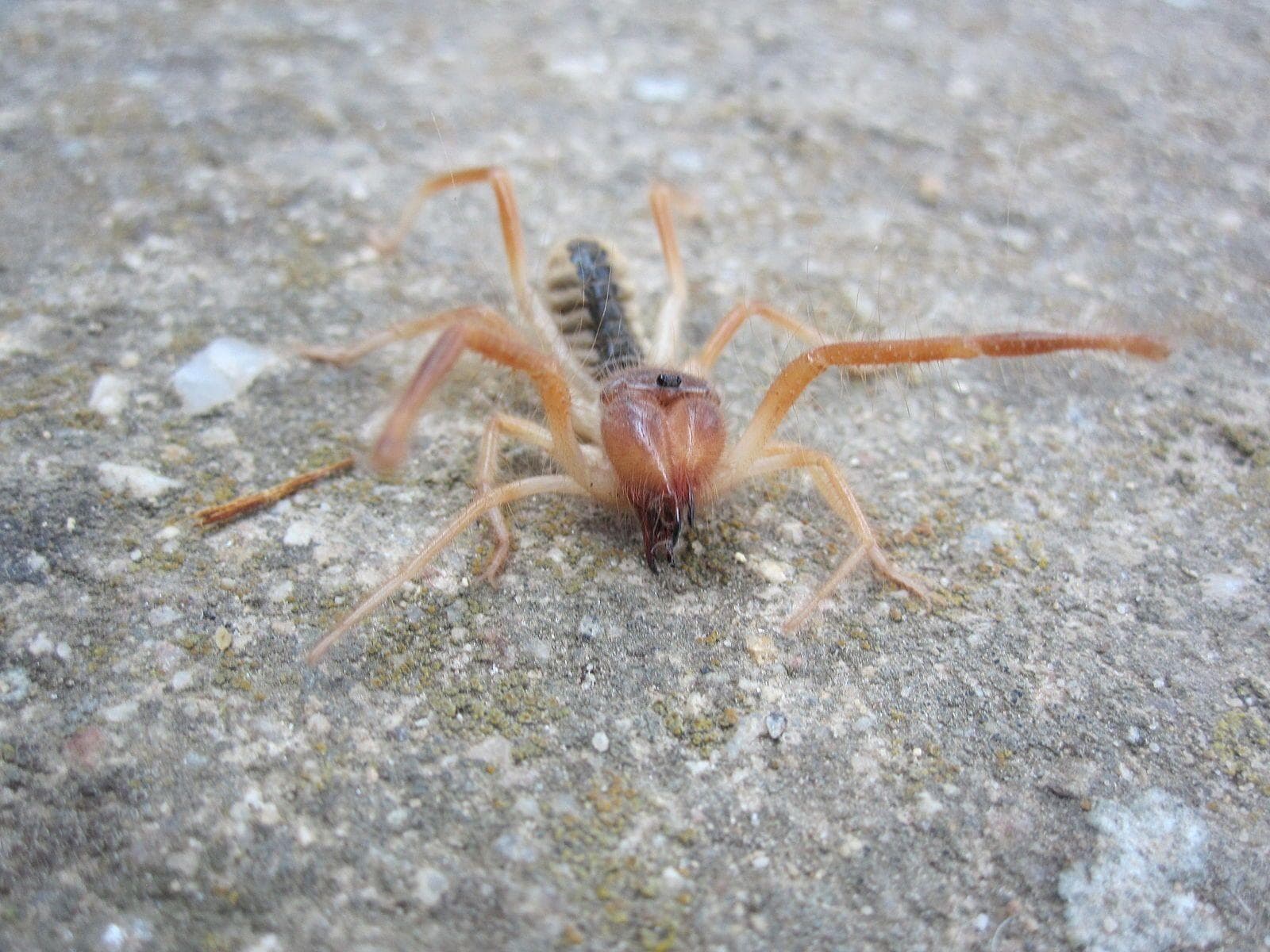 Spider Myths And Urban Legends