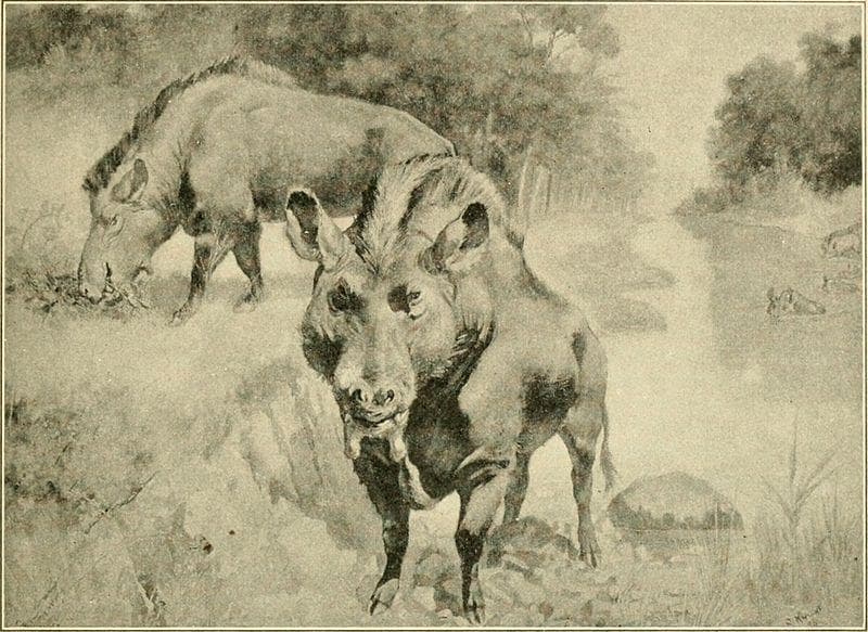 This huge prehistoric ‘Hell Pig’ weighed 2,000 Pounds and had ...