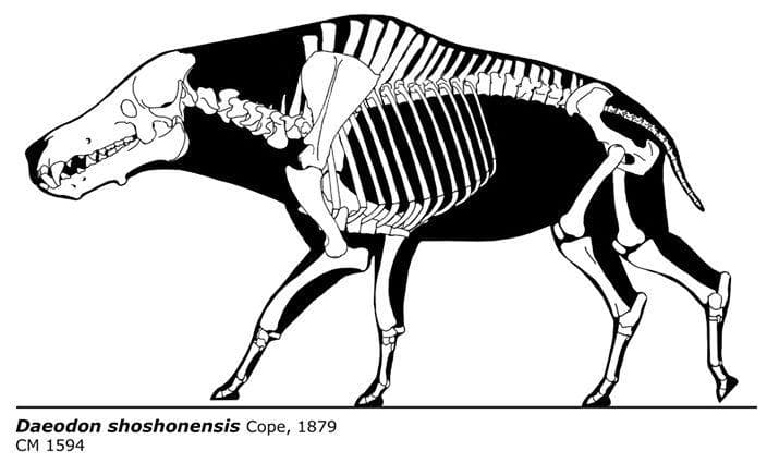 This huge prehistoric ‘Hell Pig’ weighed 2,000 Pounds and had ...