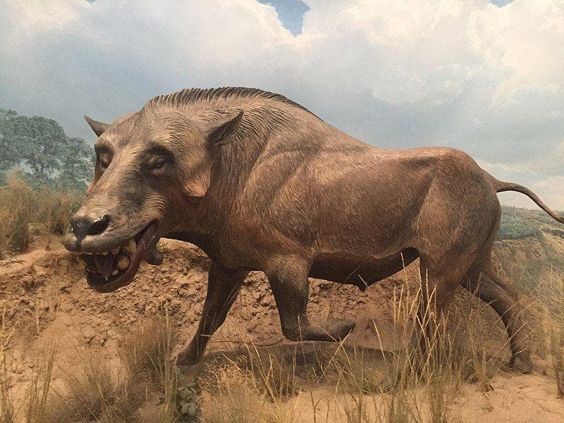 Facts About Hell Pigs, Giant Prehistoric Creatures That Weighed 2000 Lbs