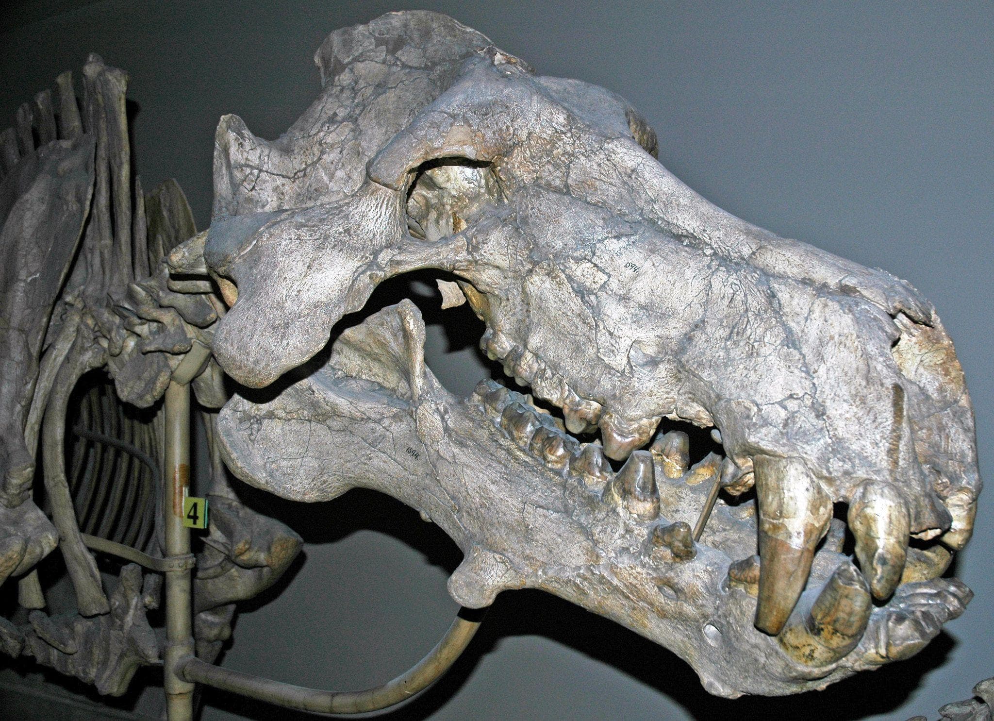 Facts About Hell Pigs, Giant Prehistoric Creatures That Weighed 2000 Lbs