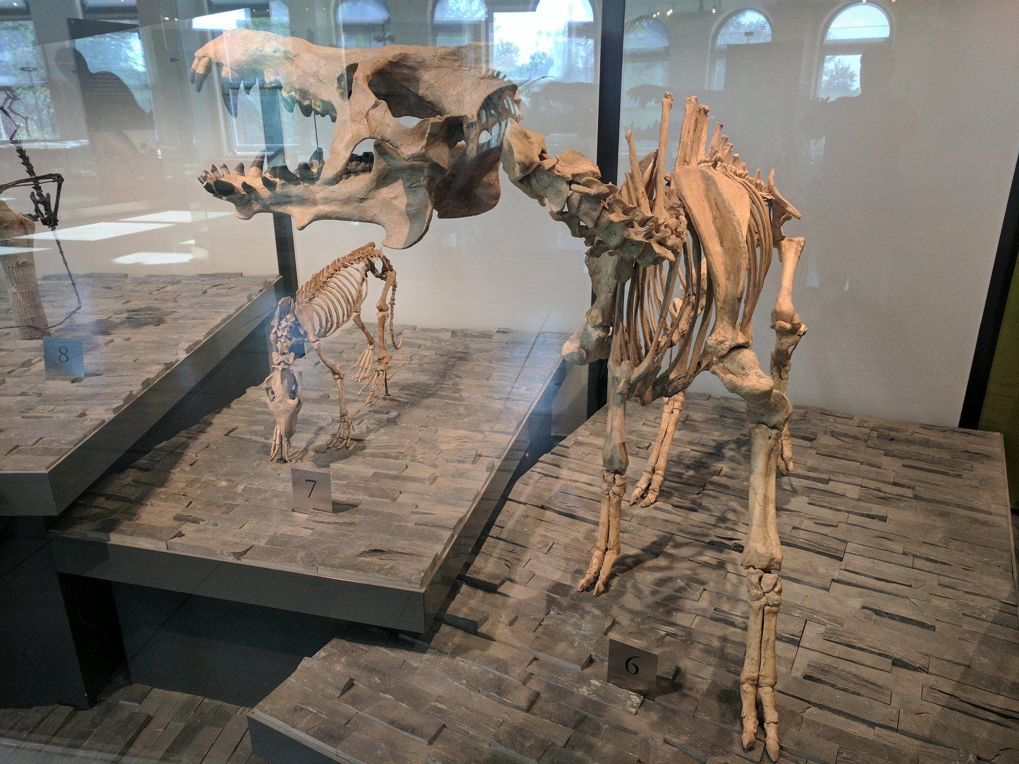 Facts About Hell Pigs, Giant Prehistoric Creatures That Weighed 2000 Lbs