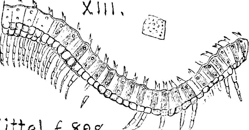 Scary Extinct Animals: Extinct Beasts Ranked By How Terrifying They Are