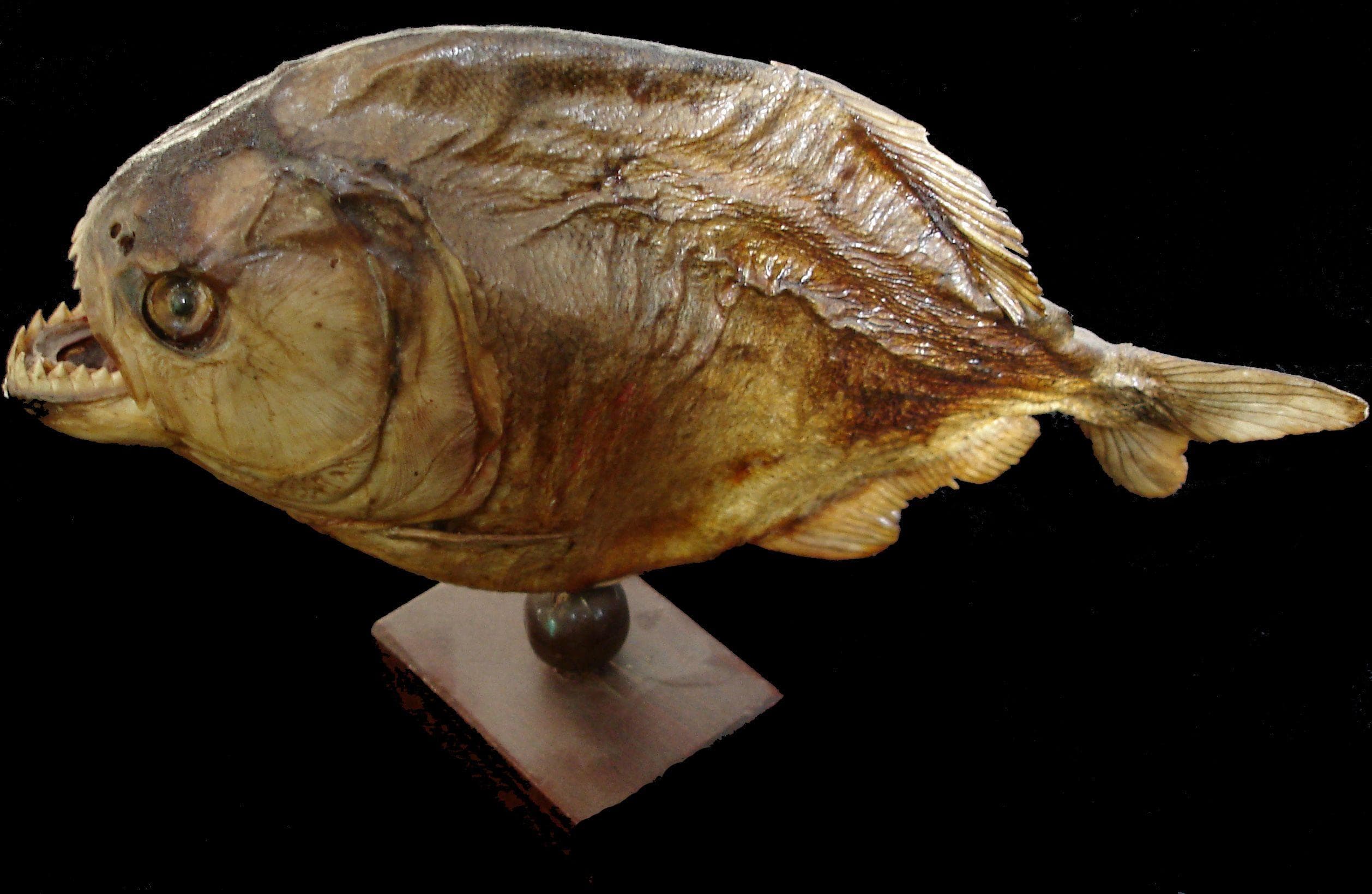 Scary Extinct Animals: Extinct Beasts Ranked By How Terrifying They Are