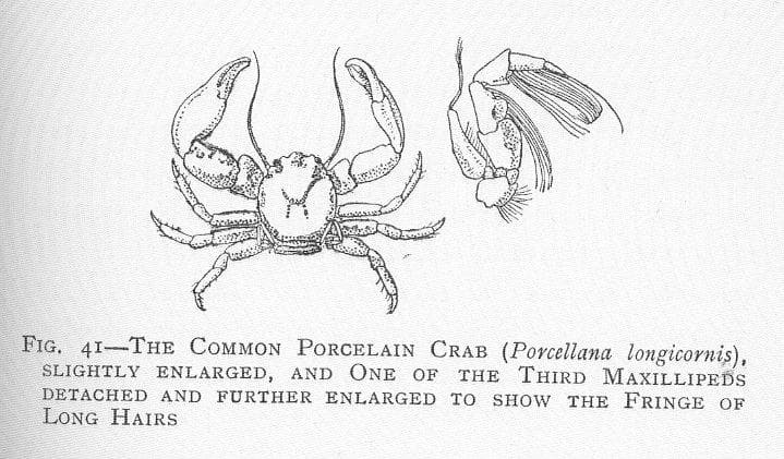 Prehistoric Hybrid "Platypus of Crabs" Was One Of The Strangest Looking ...