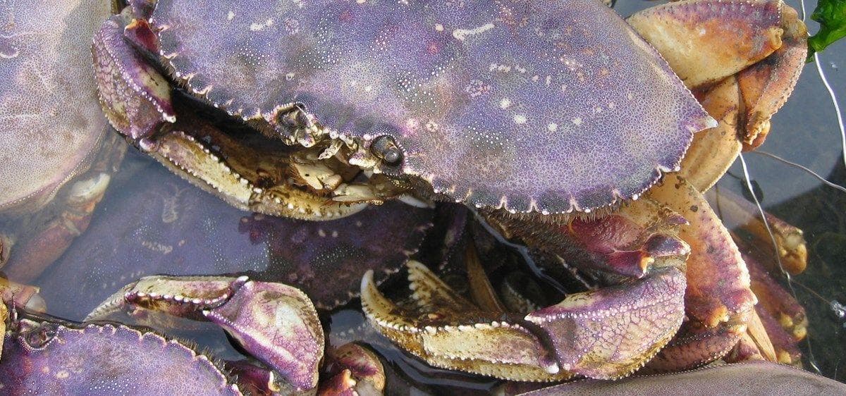Prehistoric Hybrid "Platypus of Crabs" Was One Of The Strangest Looking ...