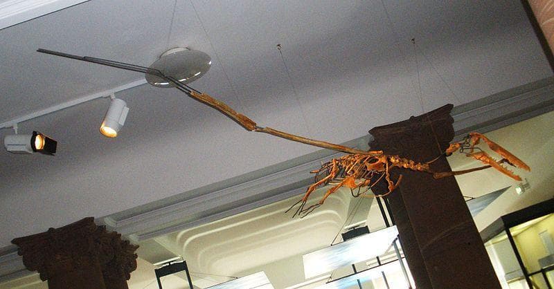 What Was The Largest Prehistoric Bird?