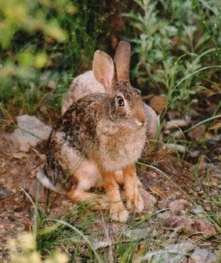 What Did People Eat In The Dust Bowl?