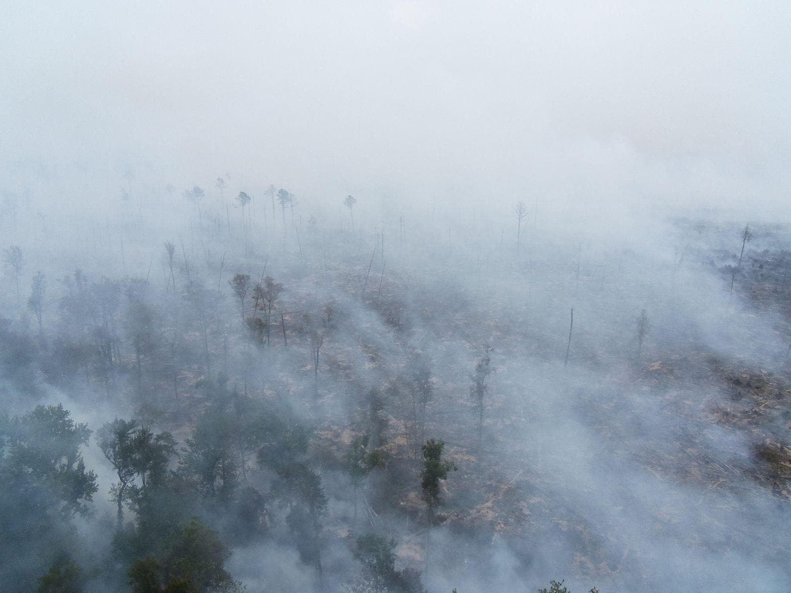 Great Dismal Swamp Stories & Legends: Does It Swallow People Alive?