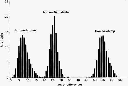 Did Humans And Neanderthals Mate?