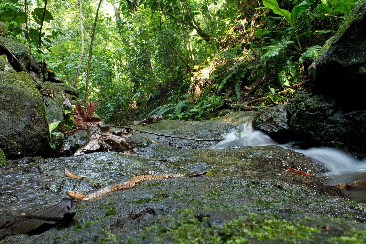 How To Survive In The Amazon Rainforest