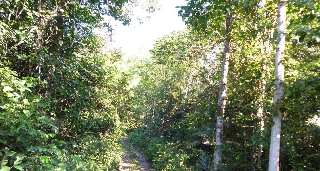 How To Survive In The Amazon Rainforest