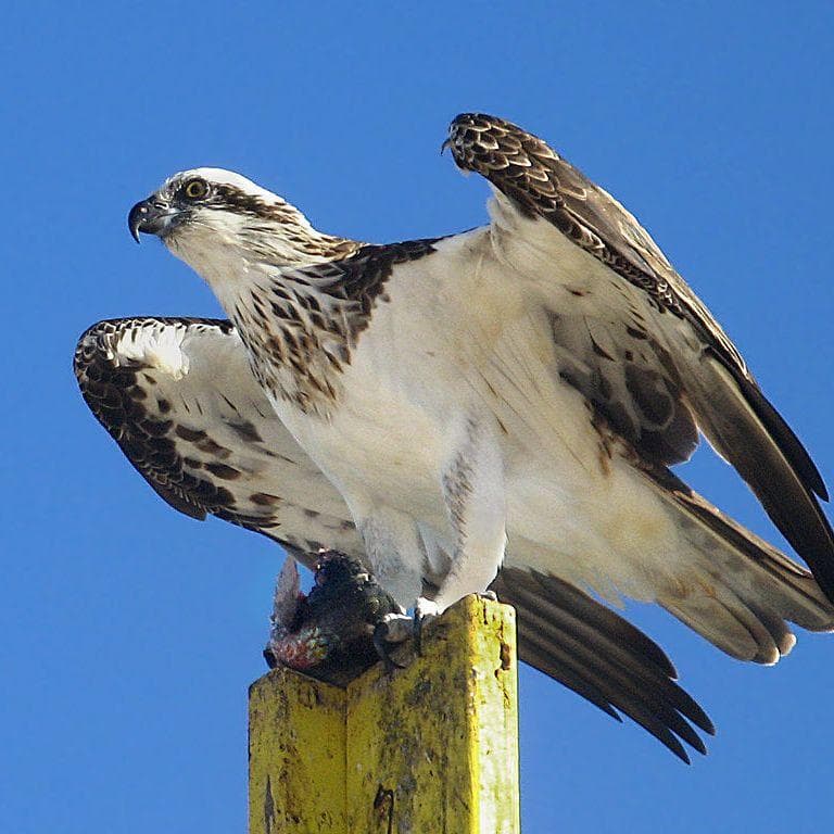 Random Daemon In 'His Dark Materials' | Best Random Tools