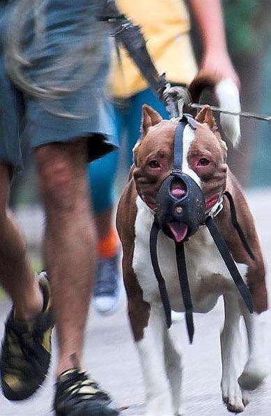 Why Do Pit Bulls Have A Bad Reputation?