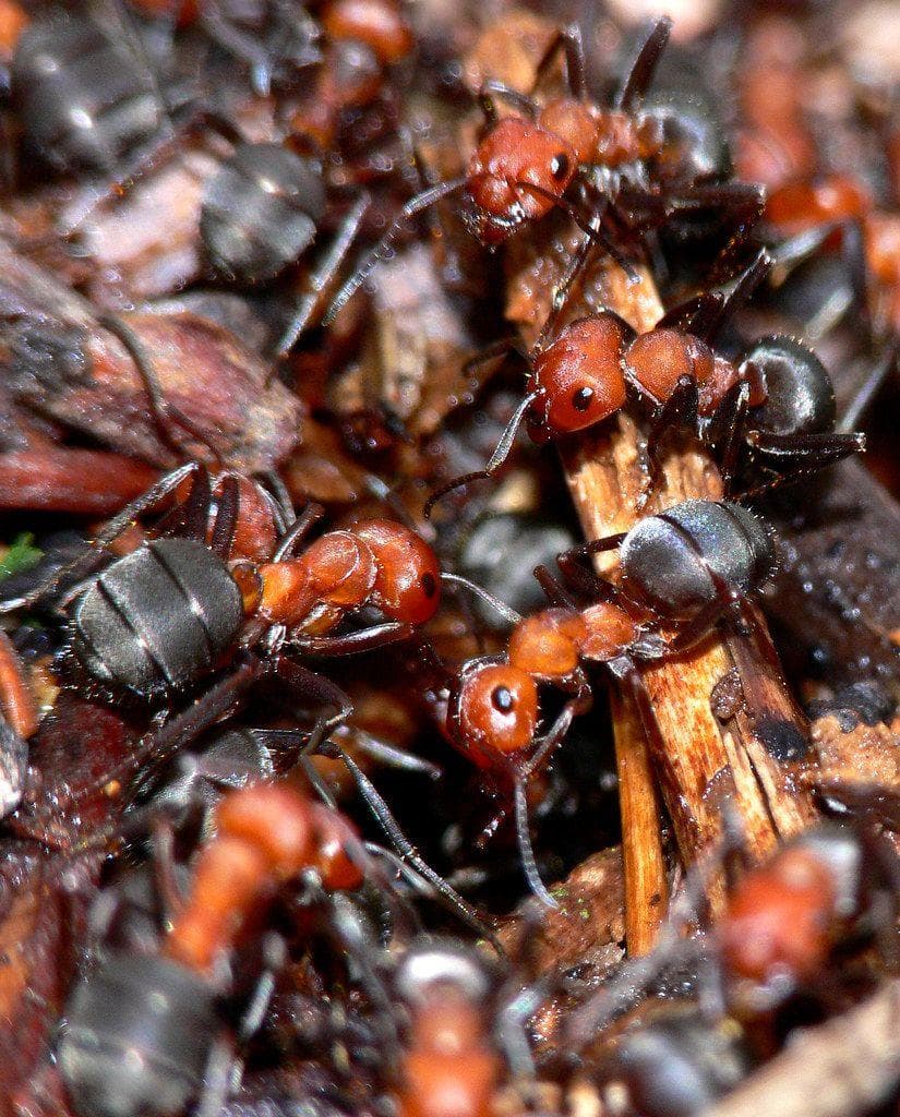 Creepy Facts About Bugs Nobody Really Wants To Think About