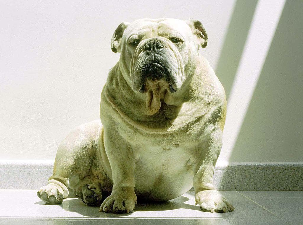 Bulldog Evolution: How The Breed Has Changed Over Time
