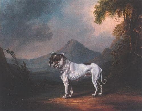 Bulldog Evolution: How The Breed Has Changed Over Time