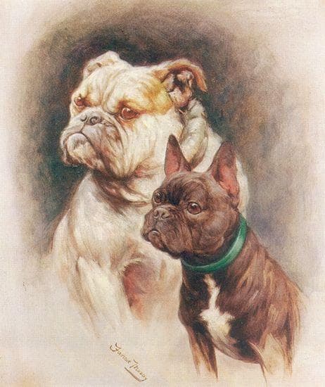 Bulldog Evolution: How The Breed Has Changed Over Time