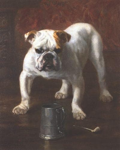 Bulldog Evolution: How The Breed Has Changed Over Time