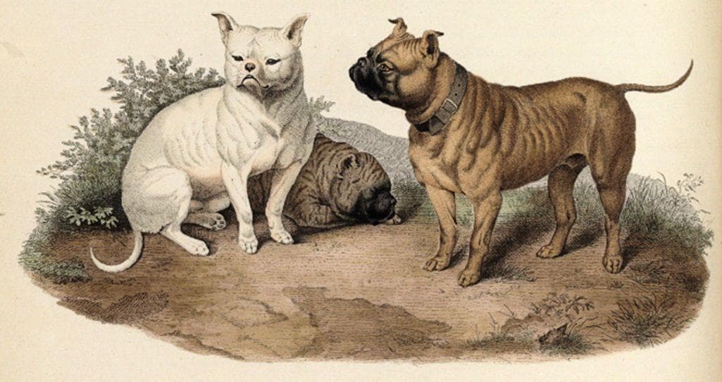 Bulldog Evolution: How The Breed Has Changed Over Time
