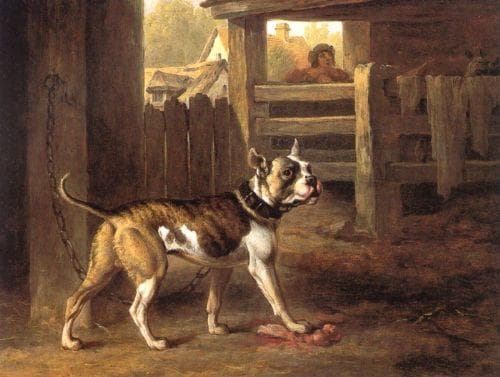 Bulldog Evolution: How The Breed Has Changed Over Time
