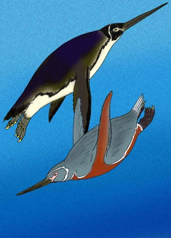 List Of Extinct Penguins, From the Waitaha to the Anthropornis