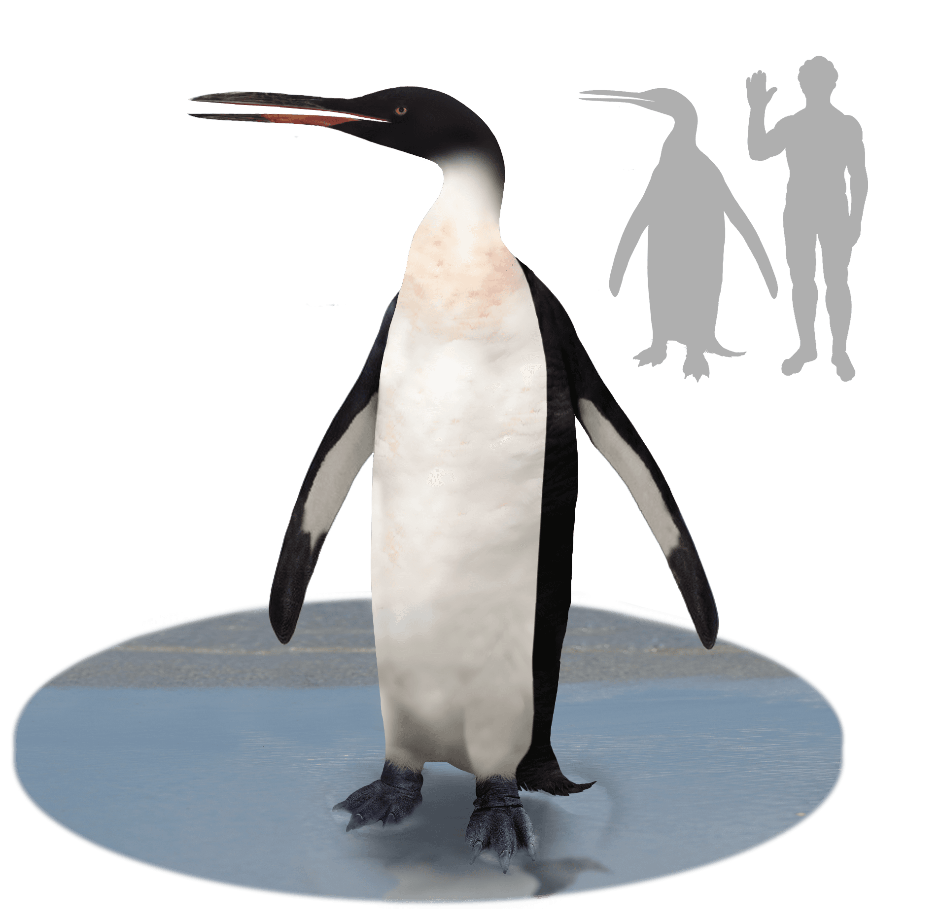 Extinct Penguin Species