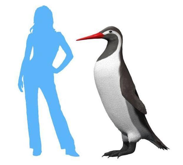 List Of Extinct Penguins, From the Waitaha to the Anthropornis