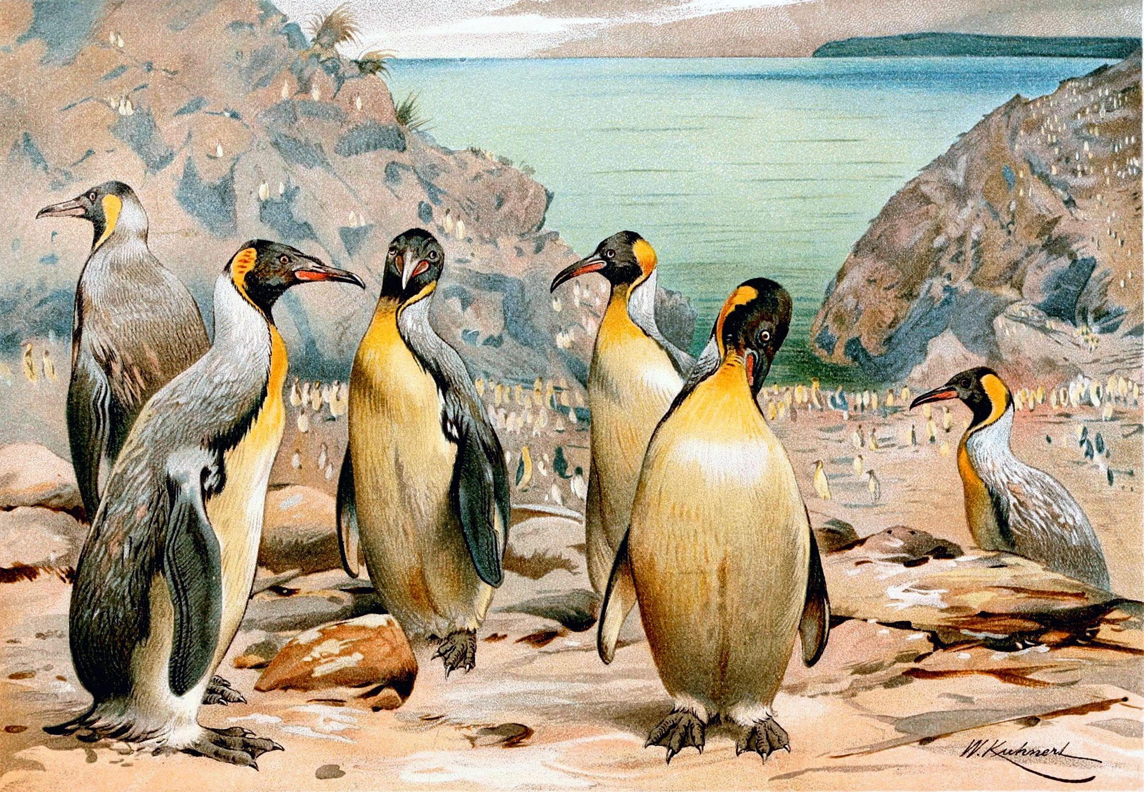 List Of Extinct Penguins, From the Waitaha to the Anthropornis