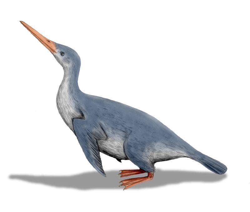 List Of Extinct Penguins, From the Waitaha to the Anthropornis