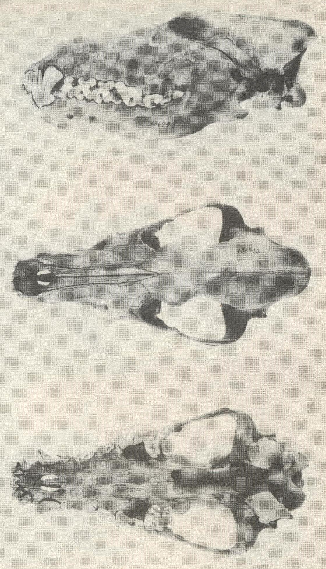 List Of Extinct Wolves, From Dire Wolf to the Japanese Wolf