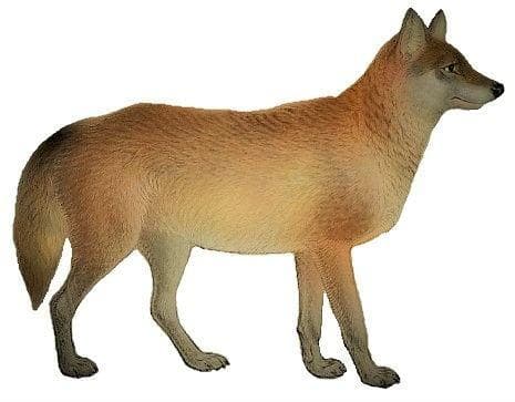 List Of Extinct Wolves, From Dire Wolf to the Japanese Wolf