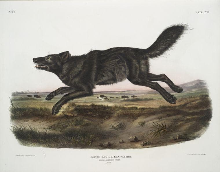 List Of Extinct Wolves, From Dire Wolf to the Japanese Wolf