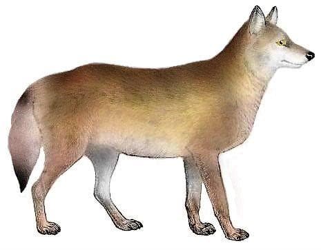 List Of Extinct Wolves, From Dire Wolf to the Japanese Wolf