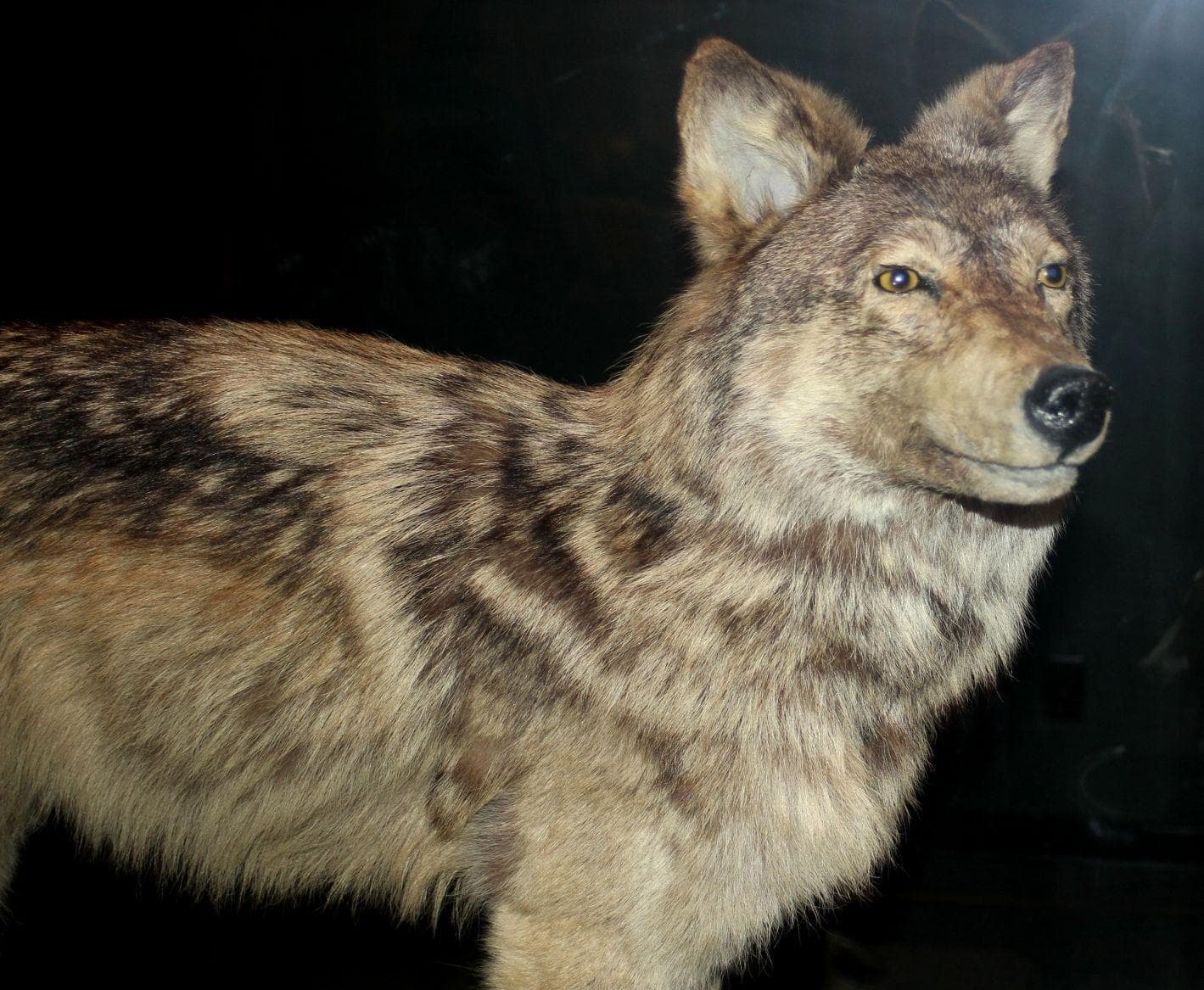 List Of Extinct Wolves, From Dire Wolf to the Japanese Wolf